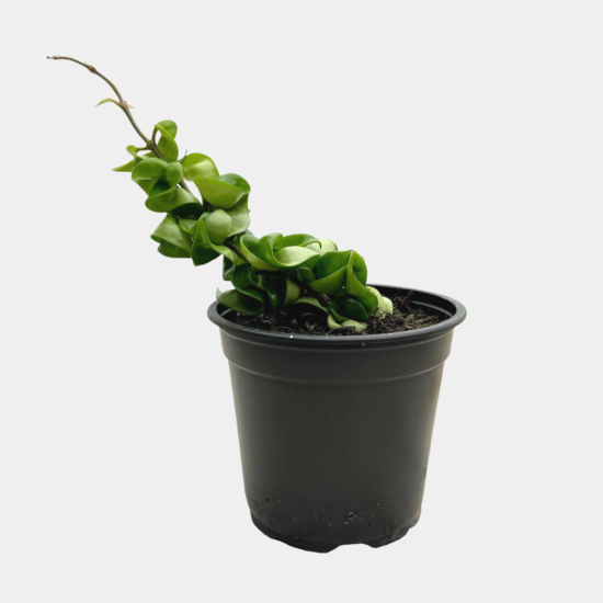 Hoya Hindu Rope – Twig + Bloom